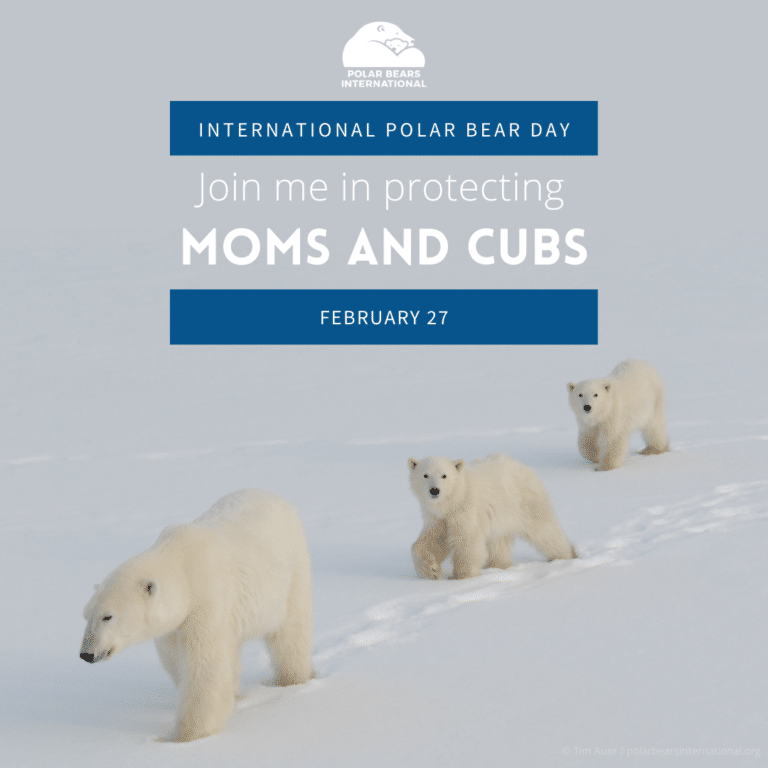 International Polar Bear Day eCard - PBI Shop