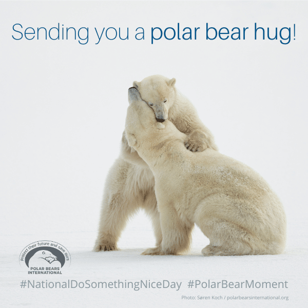 "Sending A Polar Bear Hug" eCard - PBI Shop